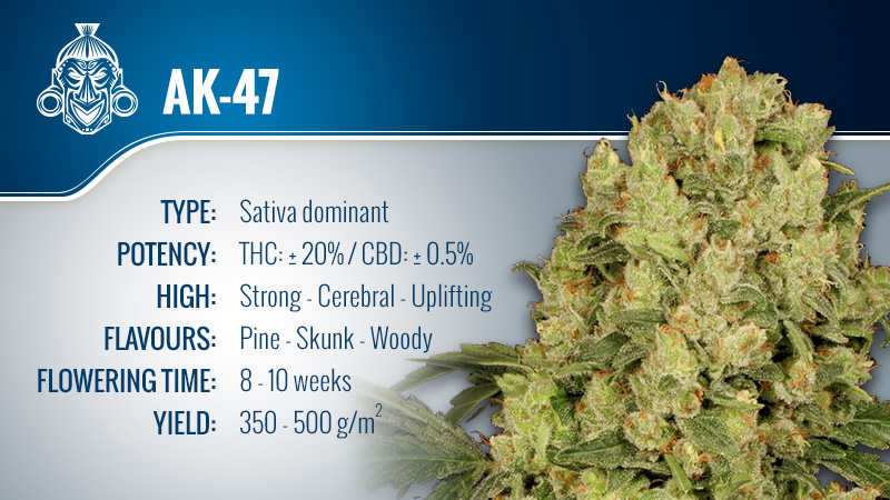 Strain Review: AK-47 - Zamnesia Blog Strain Review: AK-47 - Zamnesia Blog